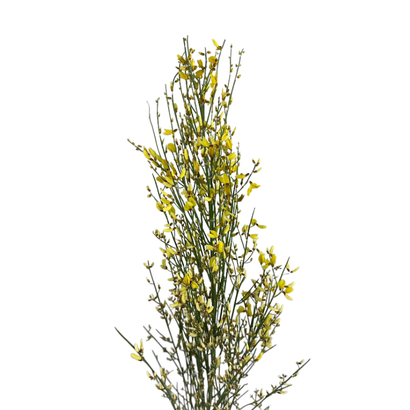Ginestra Yellow – Metro Flower Market