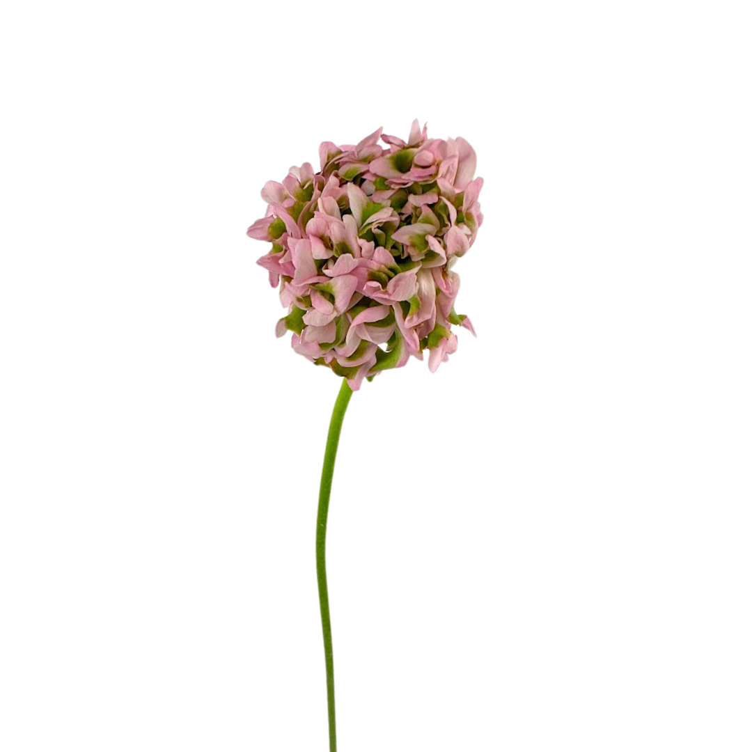 Ranunculus Pom Pink Lemonade (10 stem bunch) – Metro Flower Market