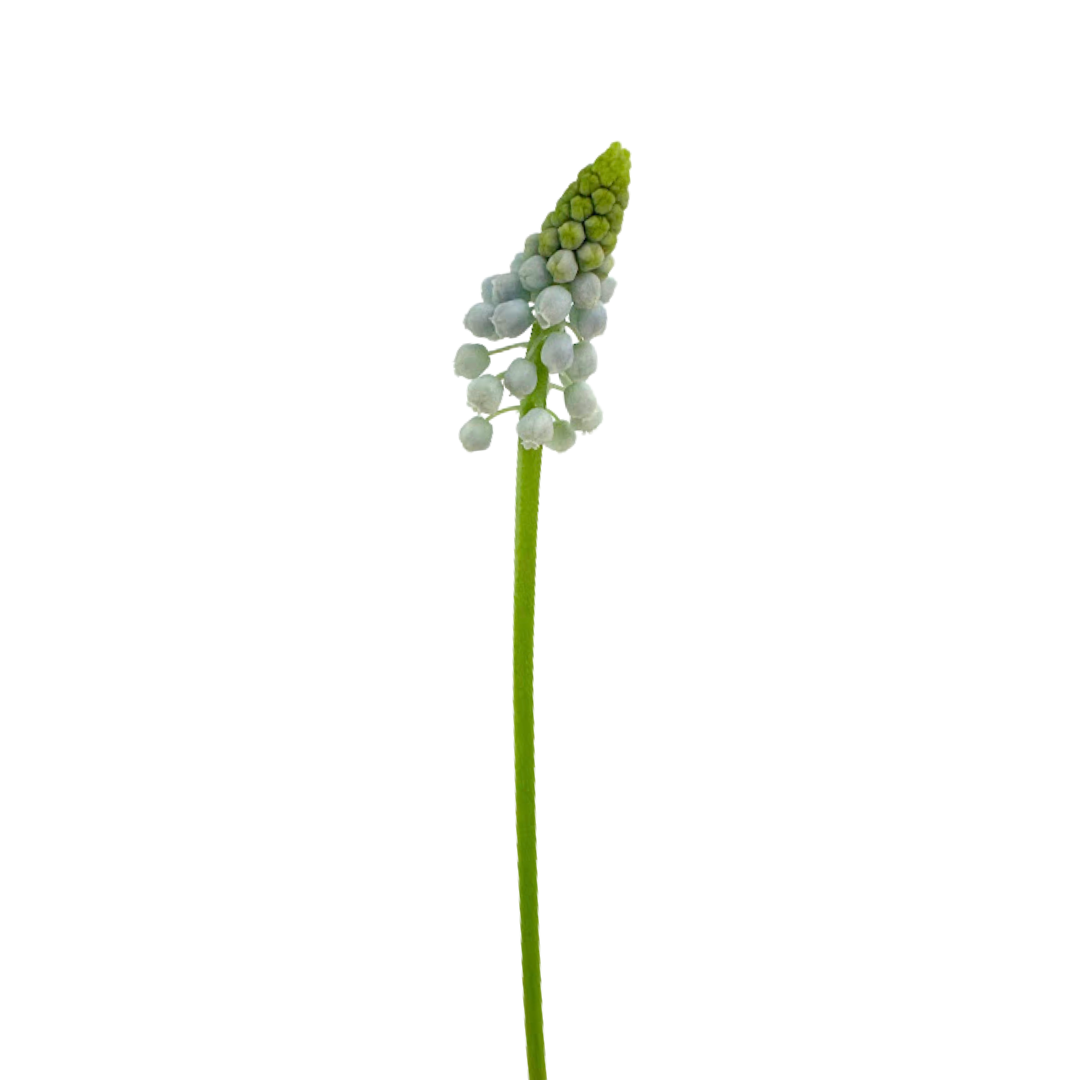 Muscari Light Blue – Metro Flower Market