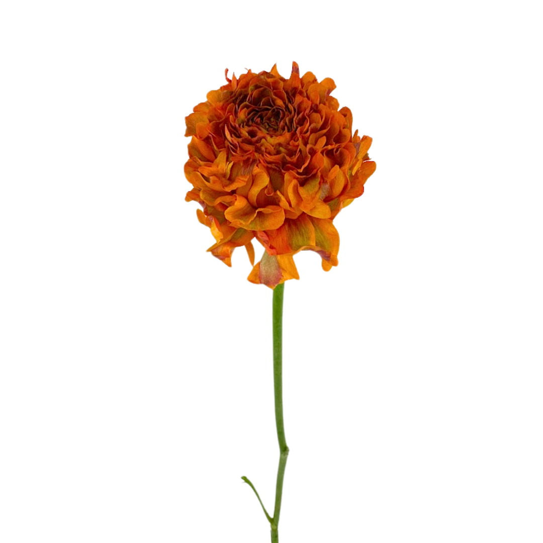 Ranunculus Pom Garfield (10 stem bunch) – Metro Flower Market