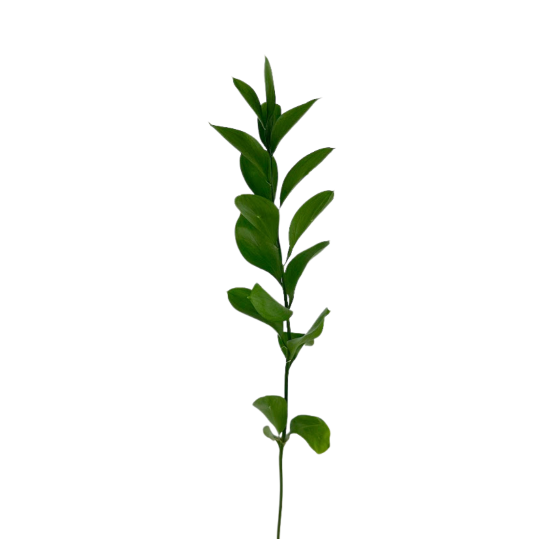 Ruscus Israeli (10 stem bunch) – Metro Flower Market