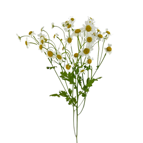 Feverfew Daisy (10 stem bunch) – Metro Flower Market