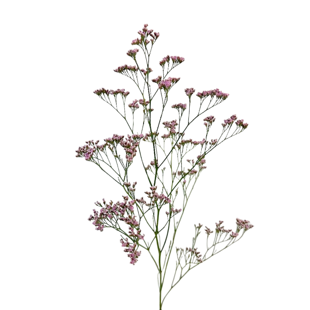 Limonium Pink (10 Stems) – Metro Flower Market