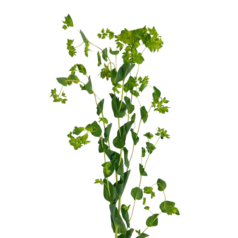 Bupleurum (10 Stems) – Metro Flower Market