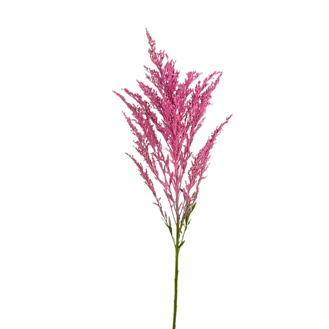 Solidago Tinted Pink – Metro Flower Market
