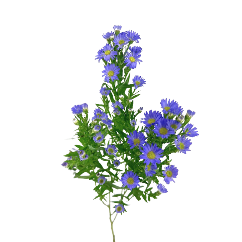 Aster Monte Casino Purple (Bunch) – Metro Flower Market