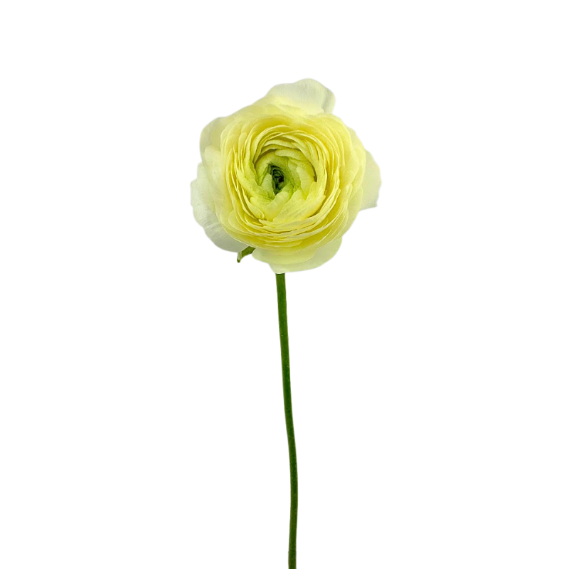 Ranunculus Cream – Metro Flower Market