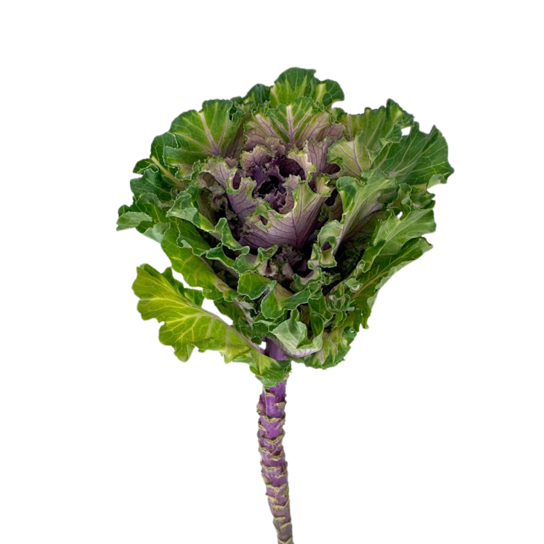 Kale Purple (5 stems) – Metro Flower Market