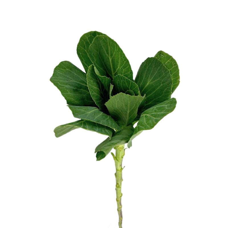 Kale White Mini – Metro Flower Market