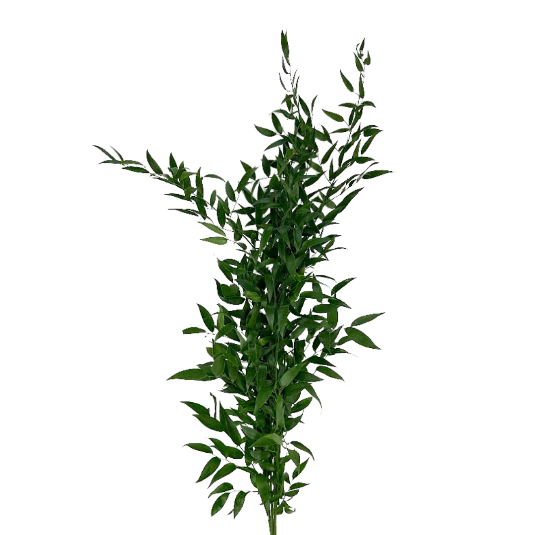 Ruscus Italian Short (5 stems) – Metro Flower Market