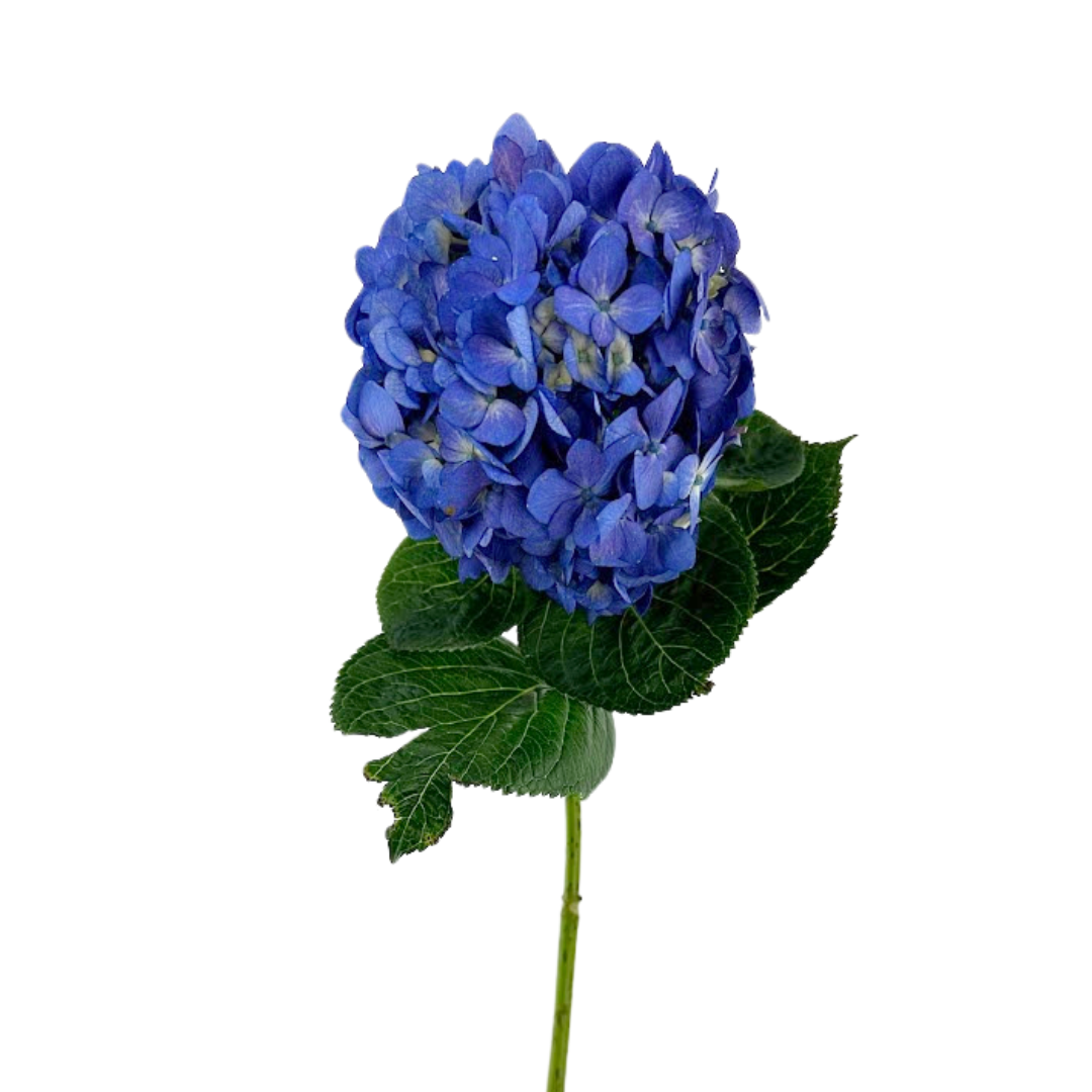 Hydrangea Dark Blue Berry Select – Metro Flower Market