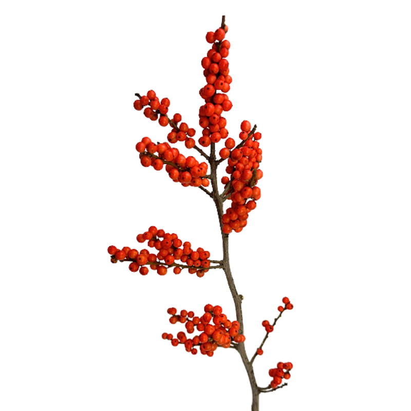 Ilex Orange – Metro Flower Market