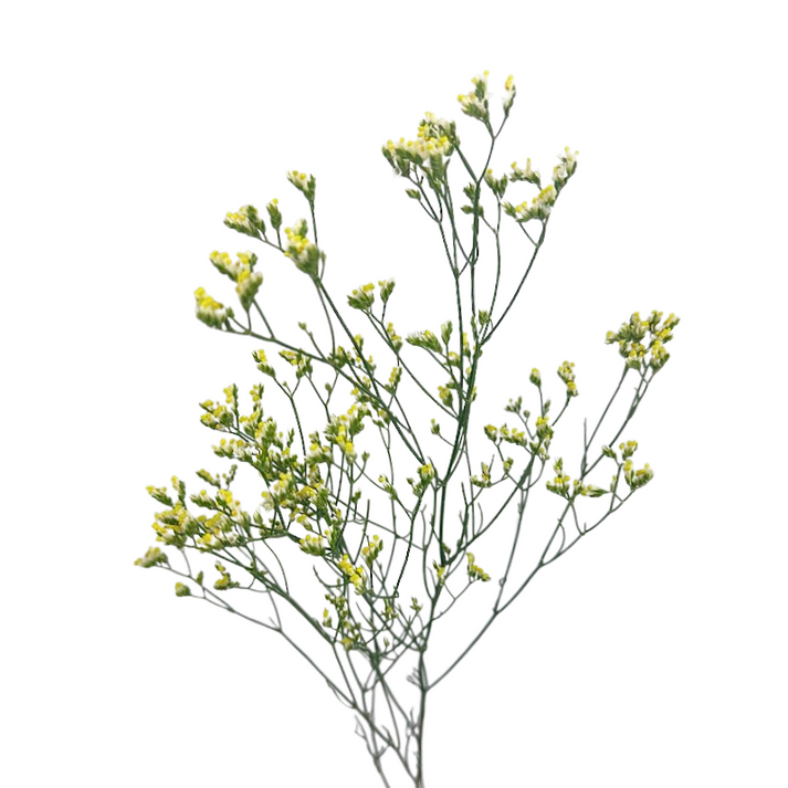 Limonium White (10 Stems) – Metro Flower Market