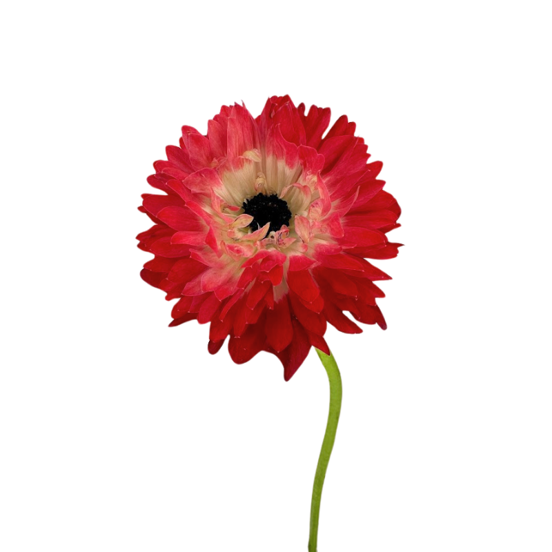 Anemone Levante Red (10 Stems) – Metro Flower Market