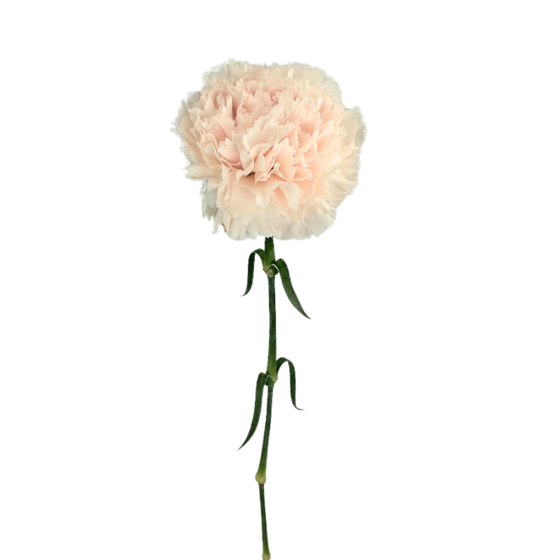 Carnations – Metro Flower Market