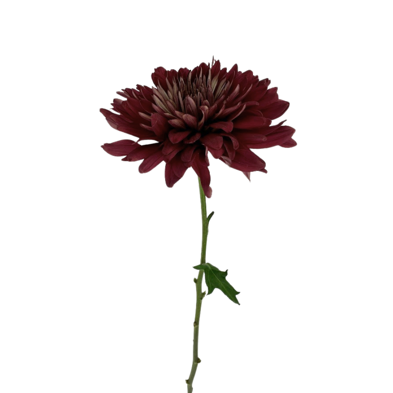 Chrysanthemum Disbud Burgundy (10 Stems) – Metro Flower Market