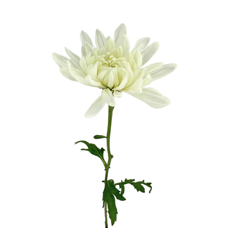 Chrysanthemum Cremone White (10 Stems) – Metro Flower Market