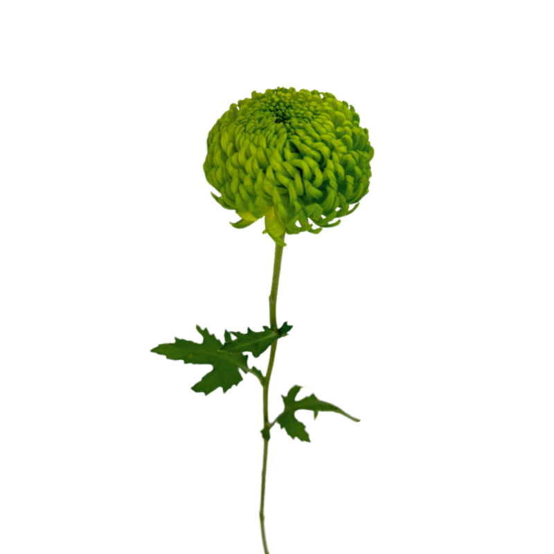 Chrysanthemum Cremone Green (10 Stems) – Metro Flower Market