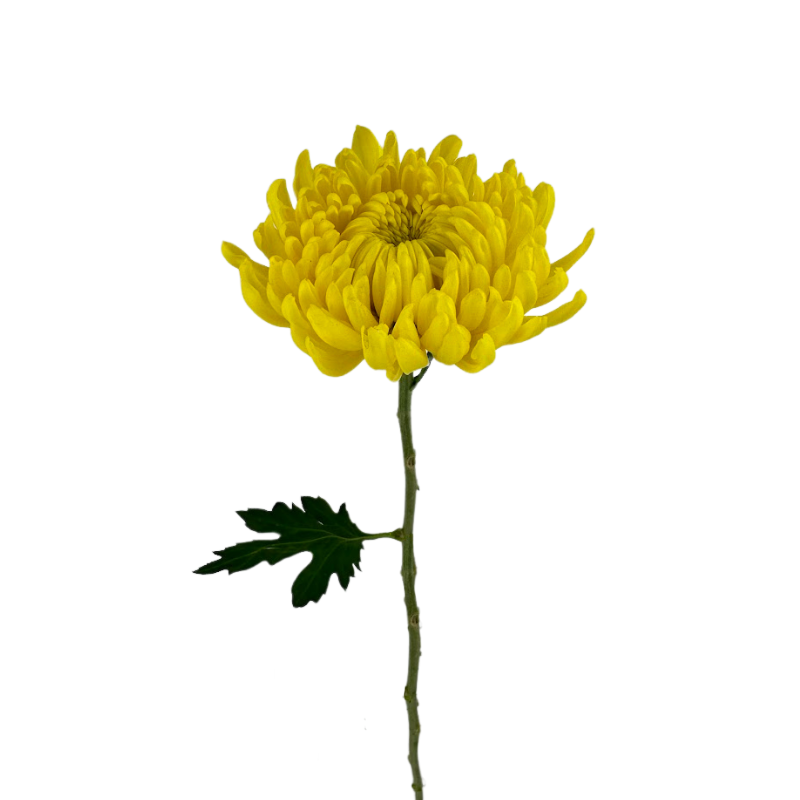 Chrysanthemum Cremone Yellow (10 Stems) – Metro Flower Market