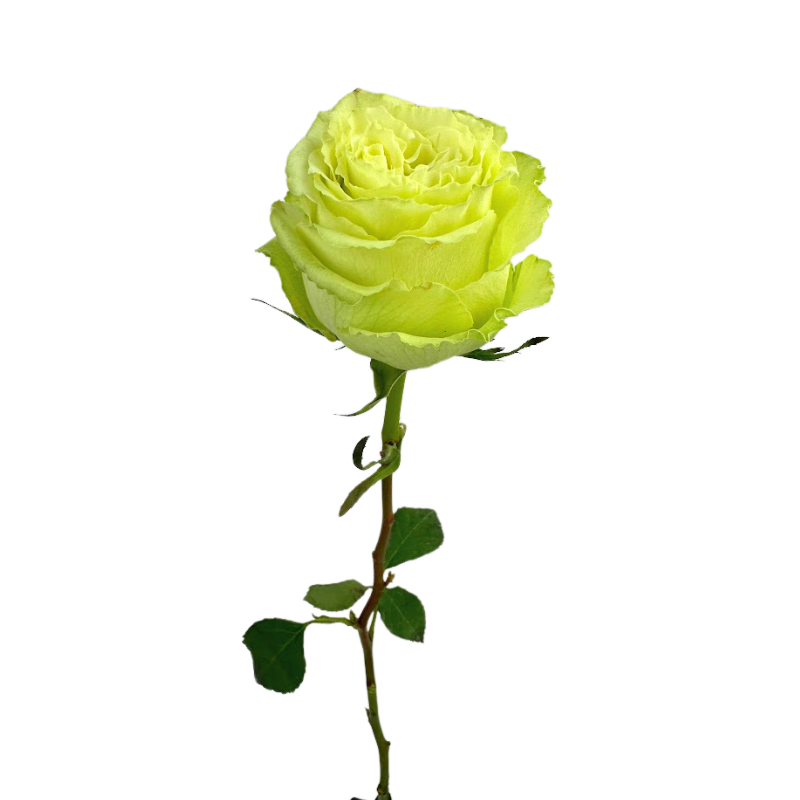Rose Green (25 stems) – Metro Flower Market