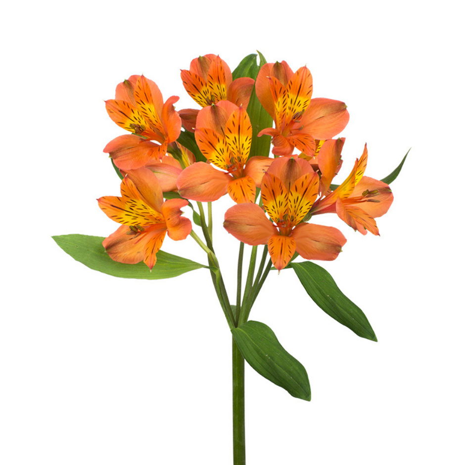 Metro Flower Market
