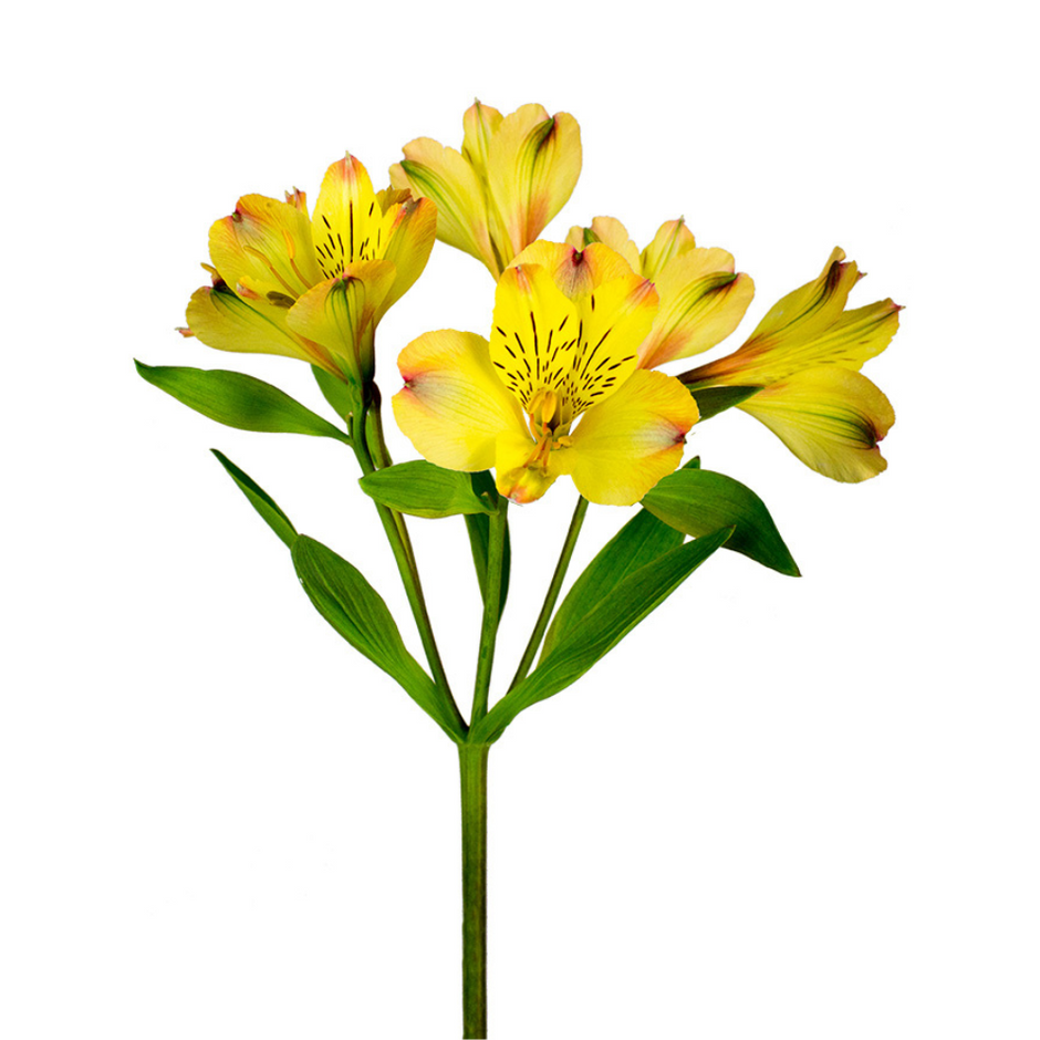 Metro Flower Market