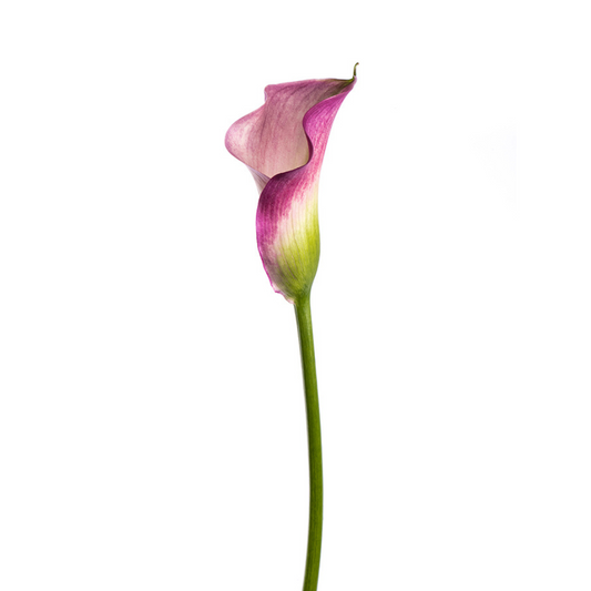 Callas – Metro Flower Market