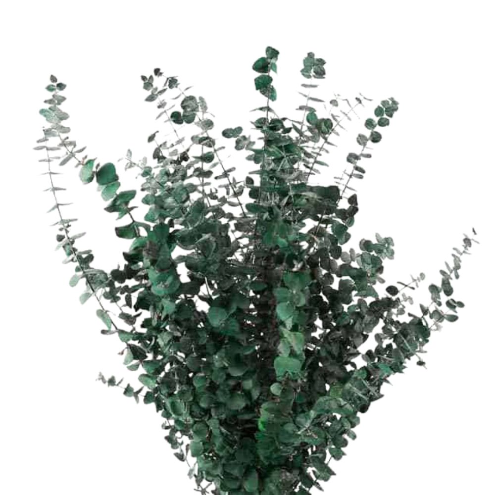 Eucalyptus Baby Blue (10 stems) – Metro Flower Market