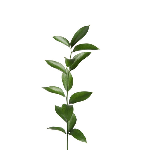 Ruscus Israeli (10 stems) – Metro Flower Market