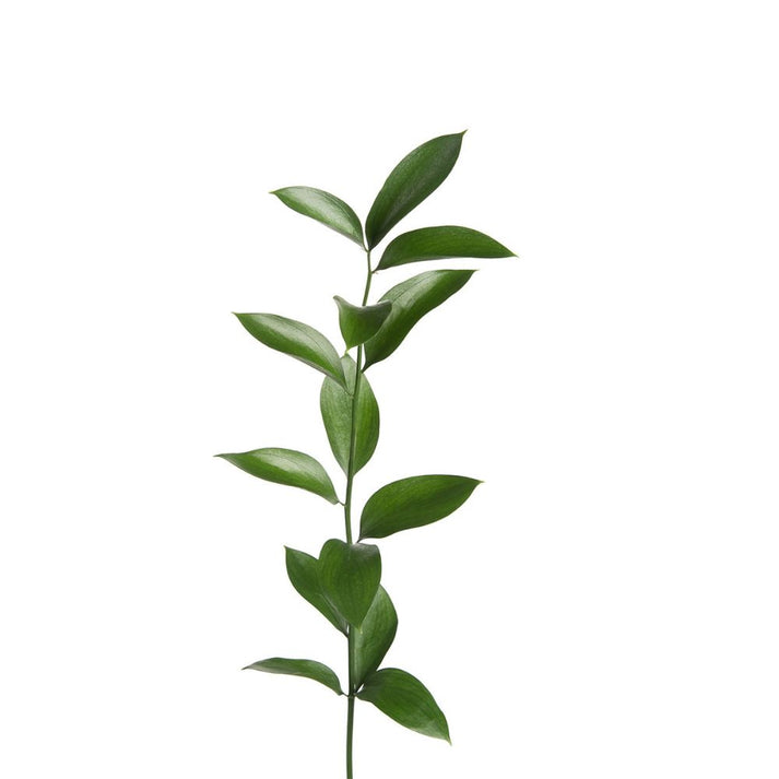 Ruscus Israeli (10 stems) – Metro Flower Market