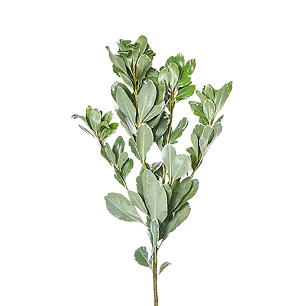 Pittosporum Variegated (10 stems) – Metro Flower Market