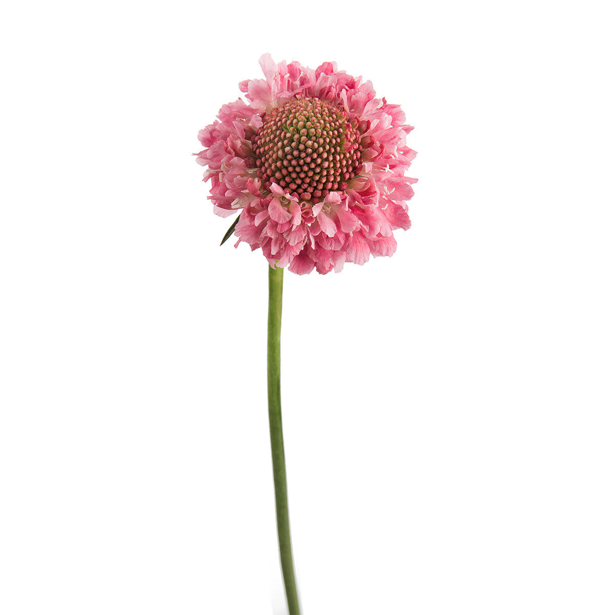 Scabiosa Light Pink (10 stems) – Metro Flower Market