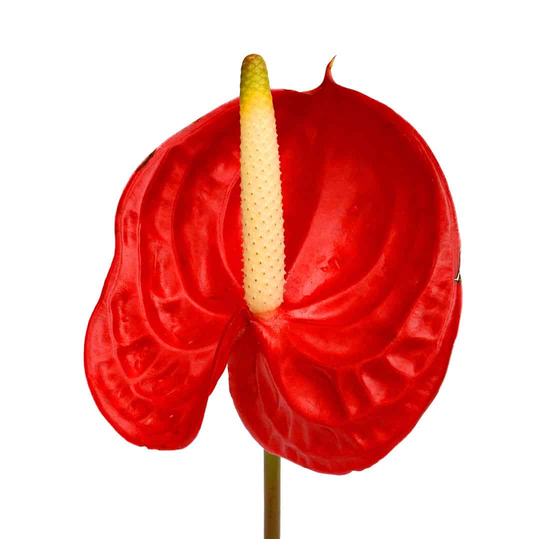 Anthurium Red (Stem) – Metro Flower Market