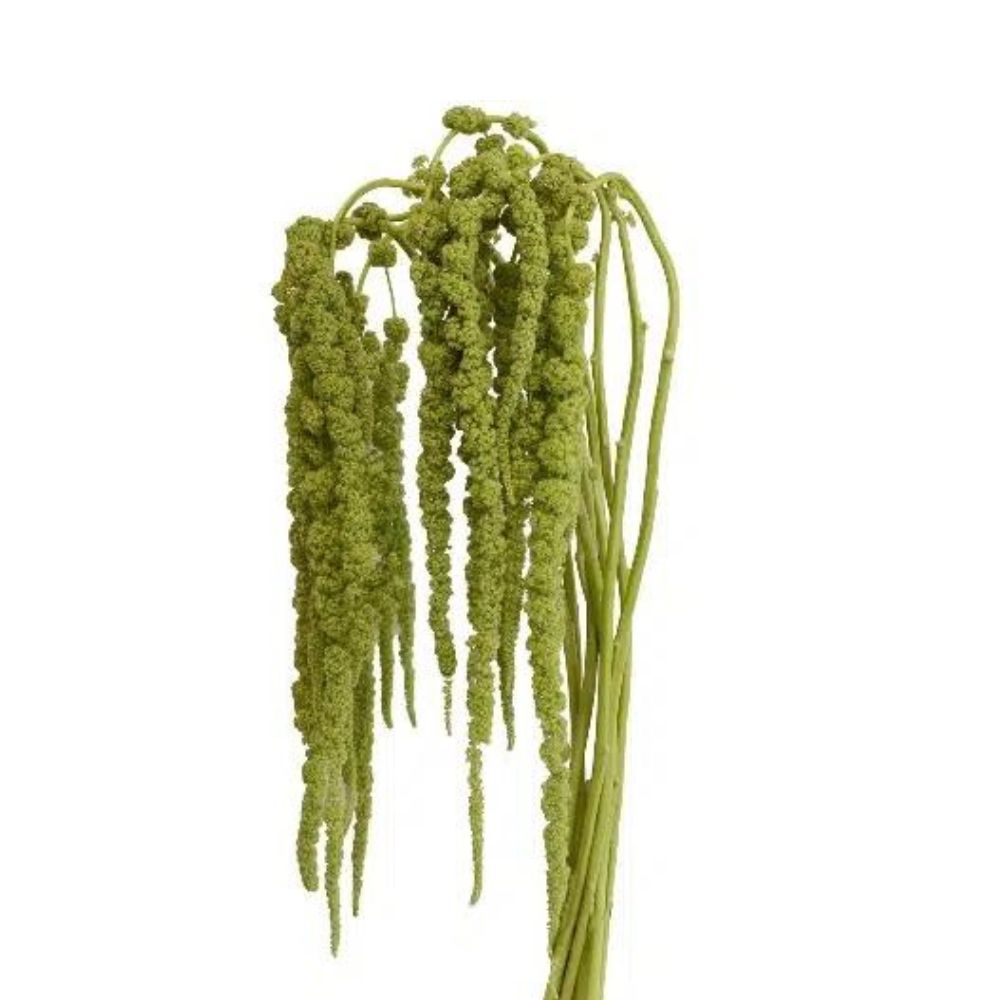 Collections – Metro Flower Market