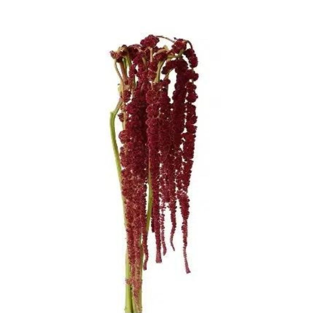 Amaranthus Hanging Red (5 Stems) – Metro Flower Market