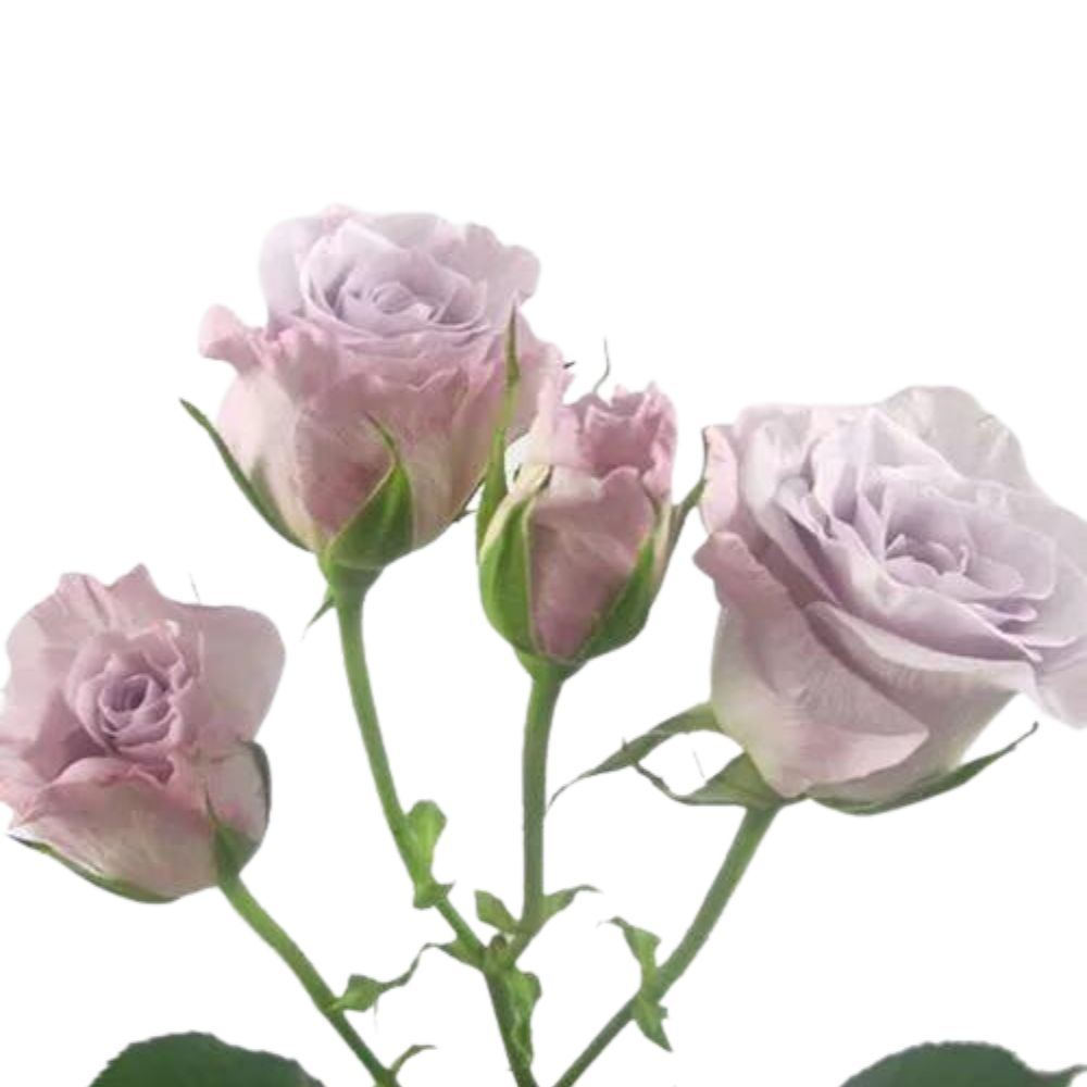 Spray Roses Lavender (10 stems) – Metro Flower Market