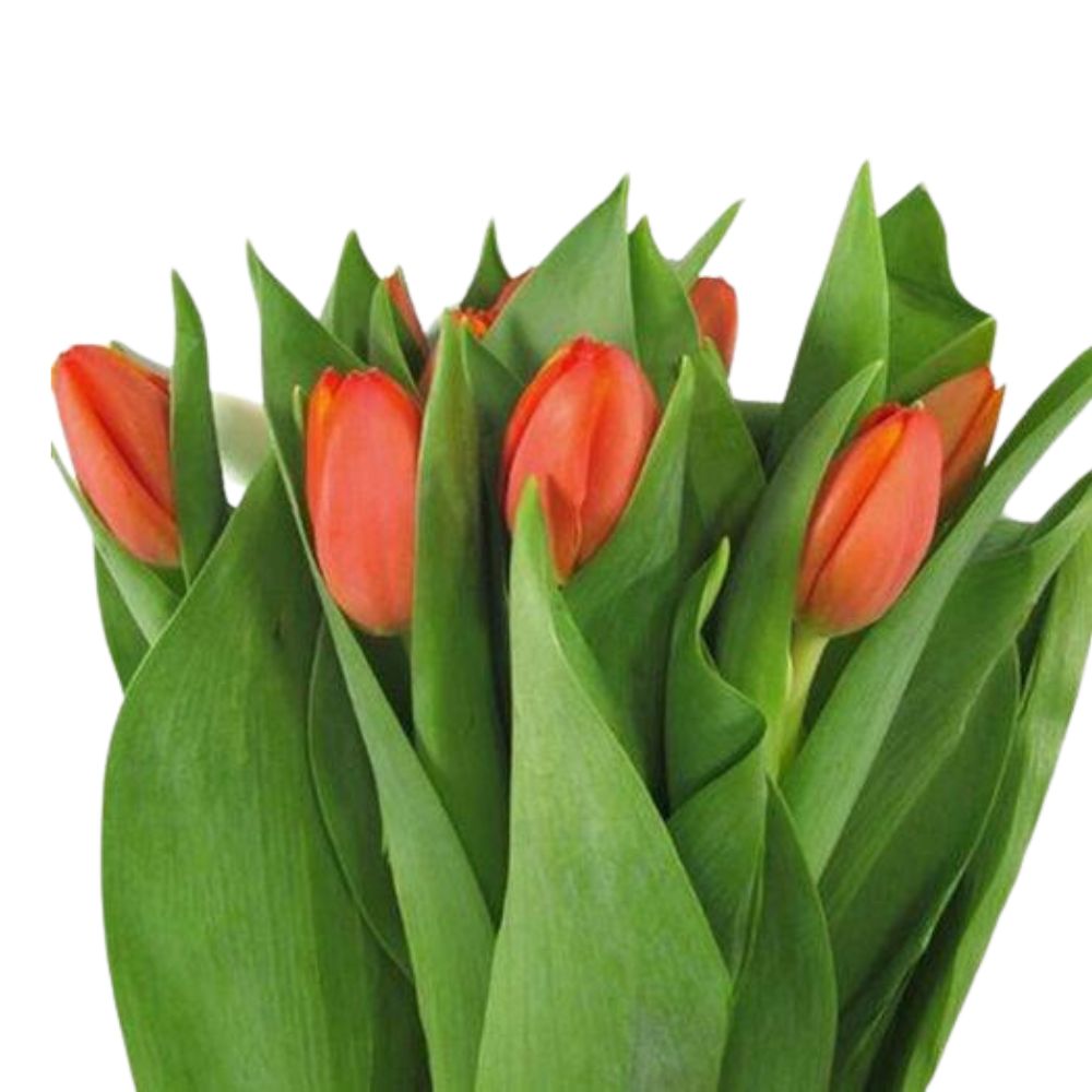 Tulips Orange (10 stems) – Metro Flower Market
