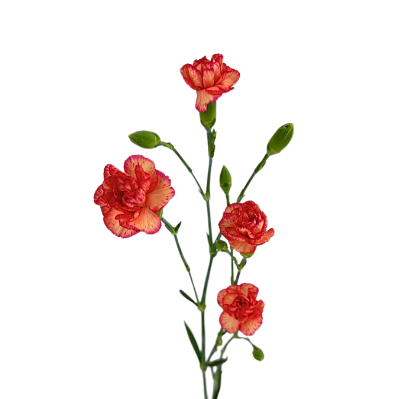 Mini Carnation Bicolor Orange – Metro Flower Market