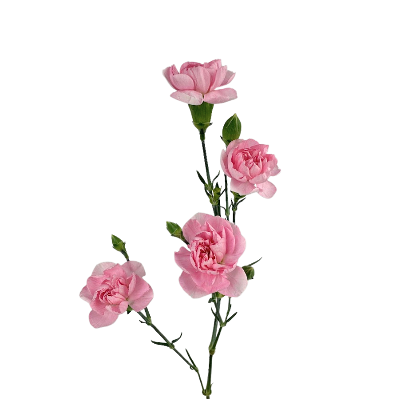 Mini Carnation Light Pink (10 Stems) – Metro Flower Market