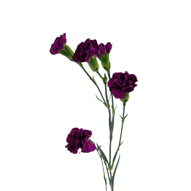 Carnations – Metro Flower Market