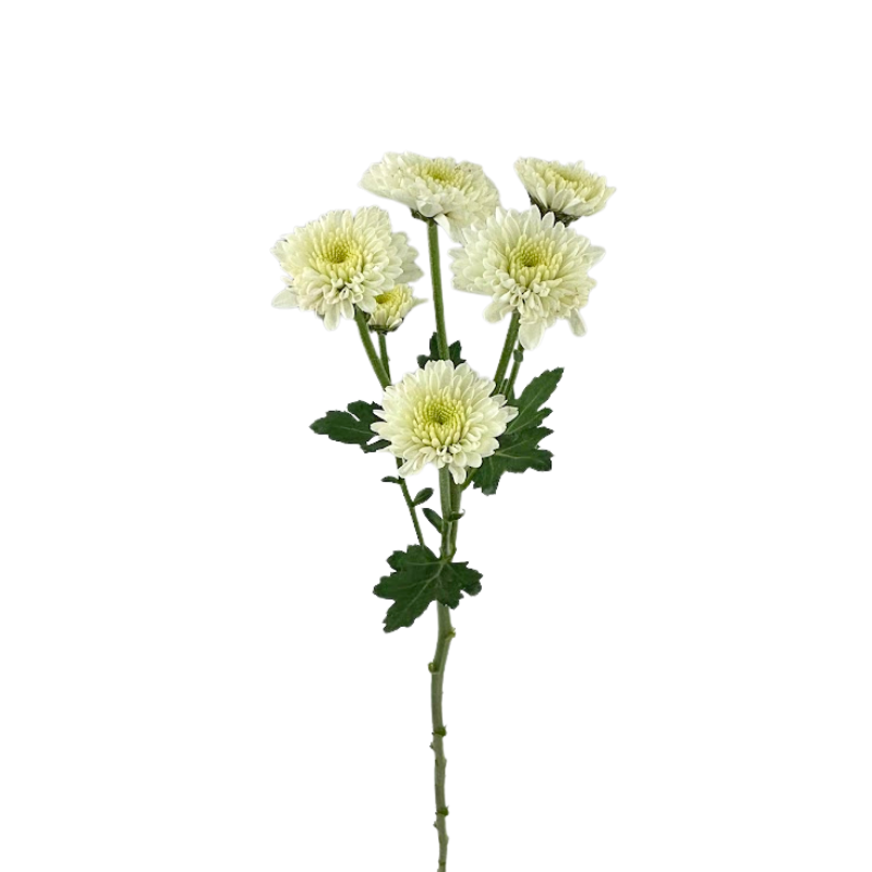 Poms Button White – Metro Flower Market