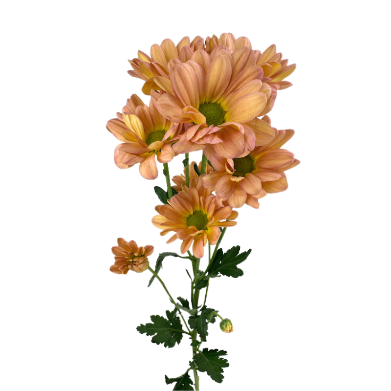 Pompom Daisy Peach Tequila Sunrise – Metro Flower Market