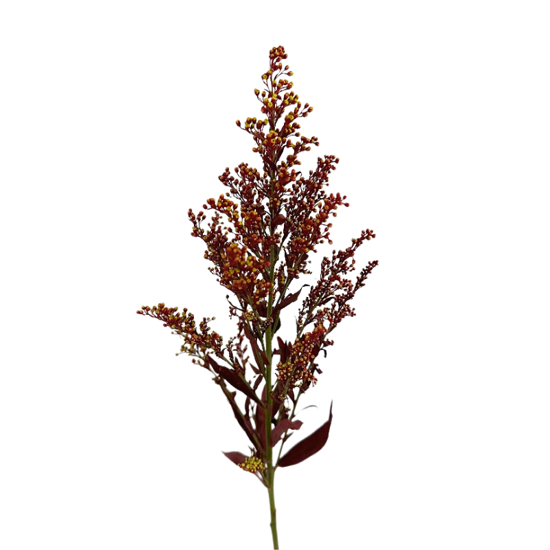 Solidago Tinted Red – Metro Flower Market