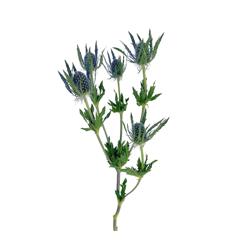 Eryngium Blue Thistle (10 Stems) – Metro Flower Market