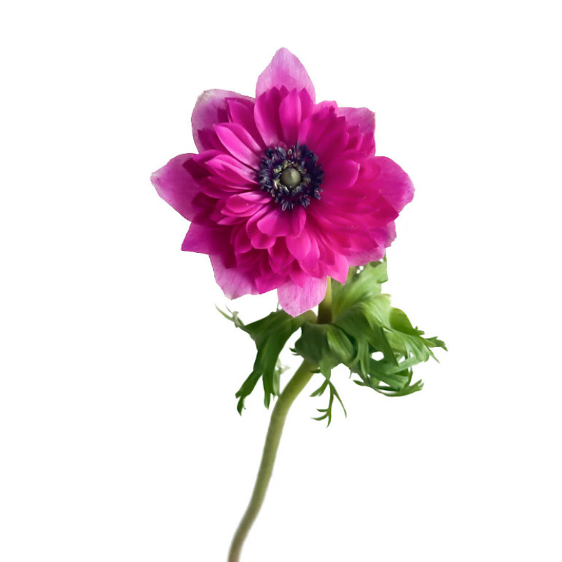 Anemone Levante Hot Pink – Metro Flower Market