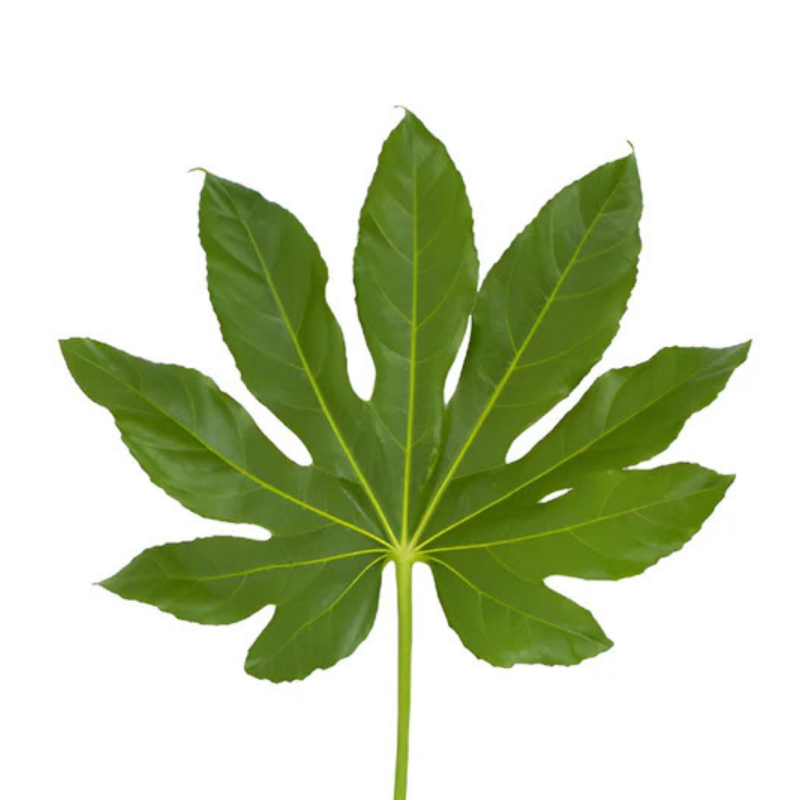 Aralia – Metro Flower Market