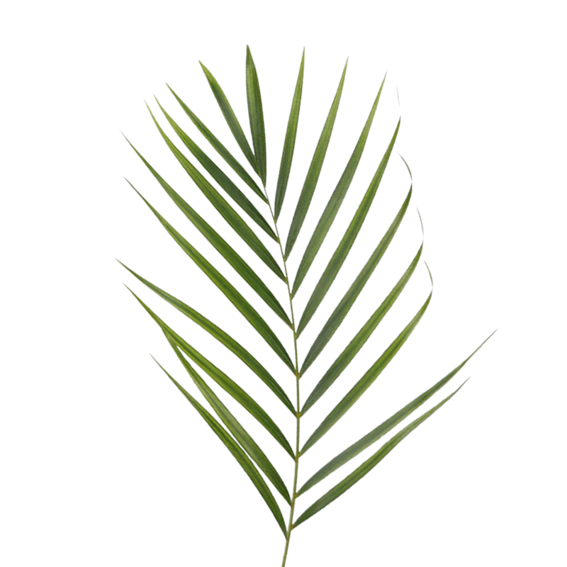 Areca Palm – Metro Flower Market