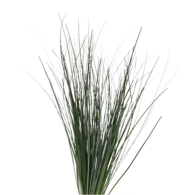 Bear Grass – Metro Flower Market