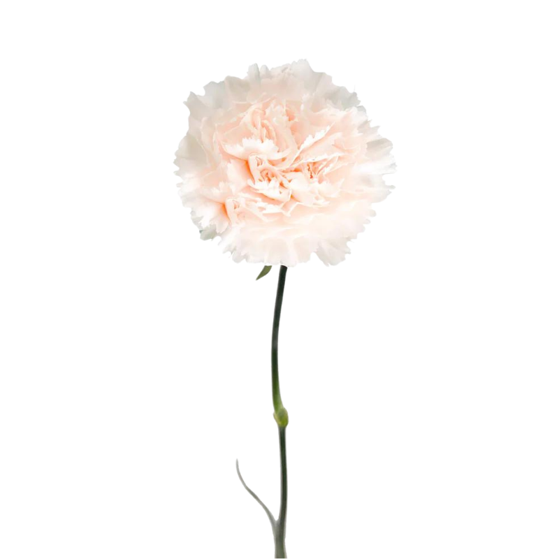 Carnation Blush (25 Stems) – Metro Flower Market