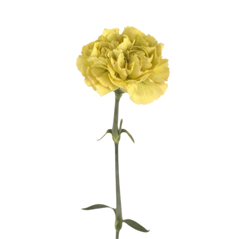 Carnation Gold (25 Stems) – Metro Flower Market
